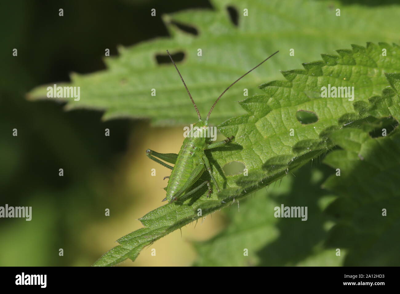 Insect nature macro hi-res stock photography and images - Alamy
