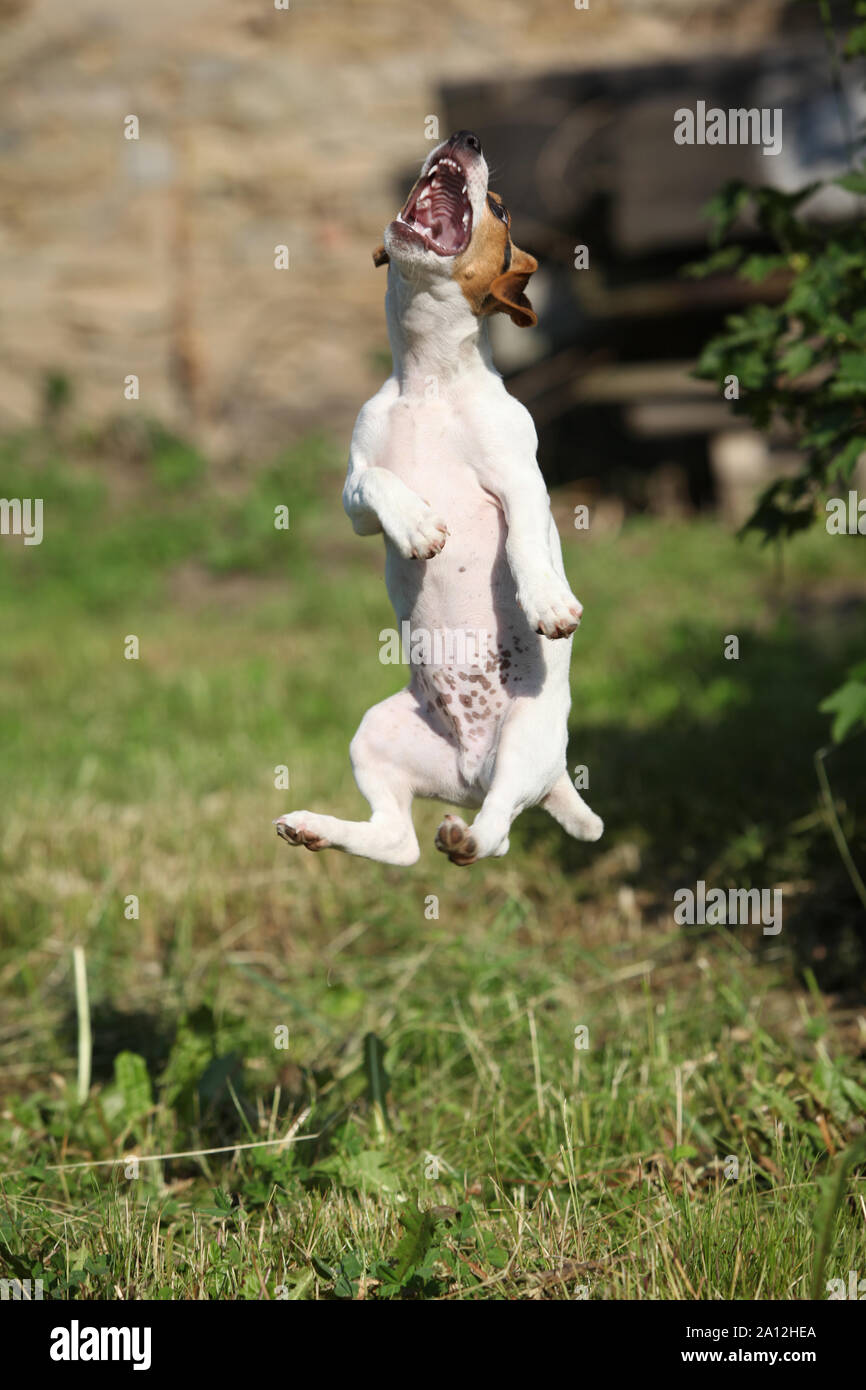 Jack russell terier hi-res stock photography and images - Alamy