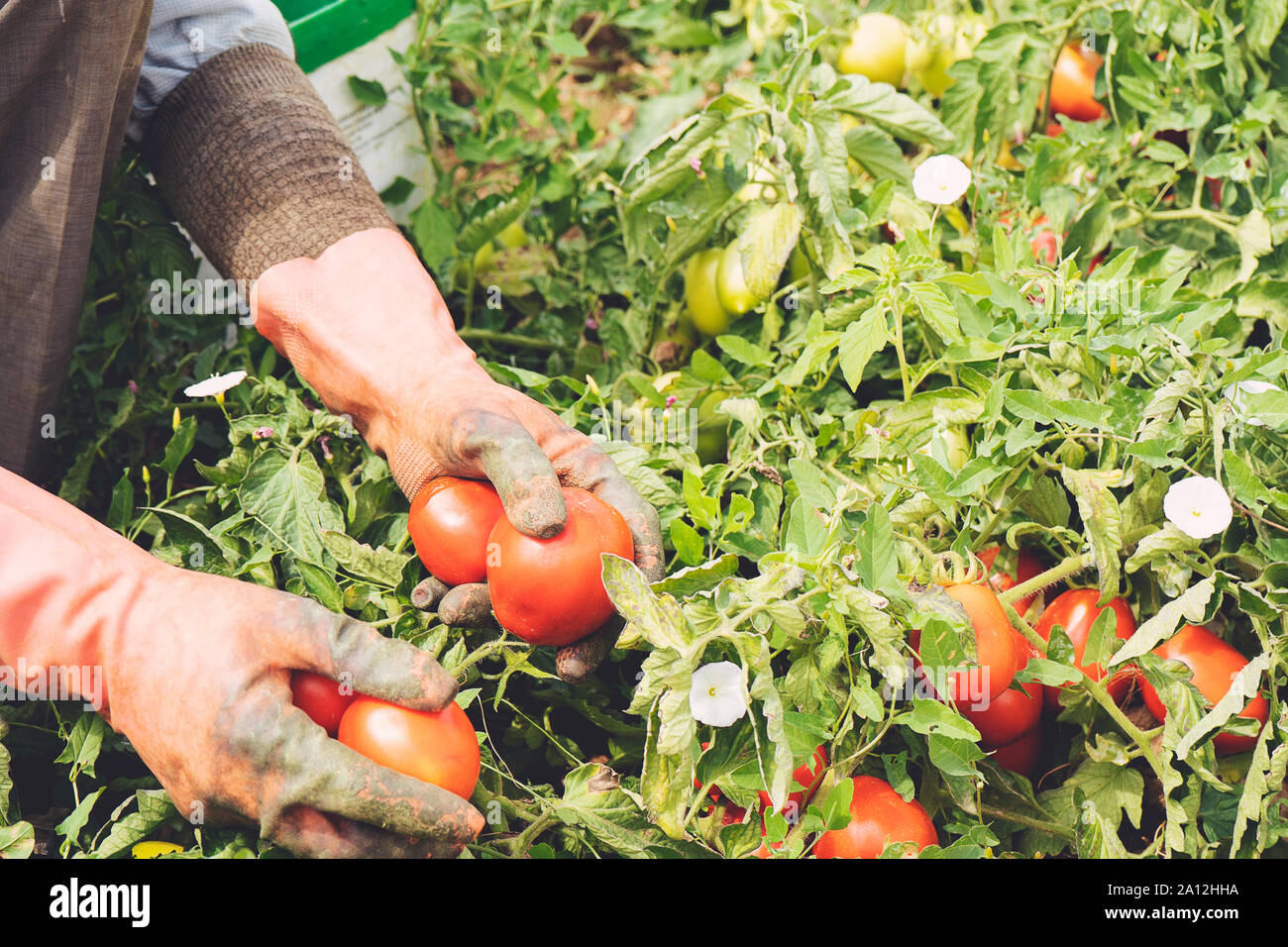 Picking tomatoes hi-res stock photography and images - Alamy