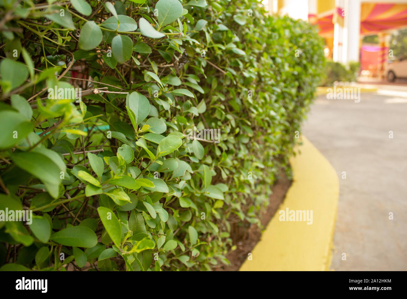 Perimeter Of A Plant High Resolution Stock Photography and Images - Alamy