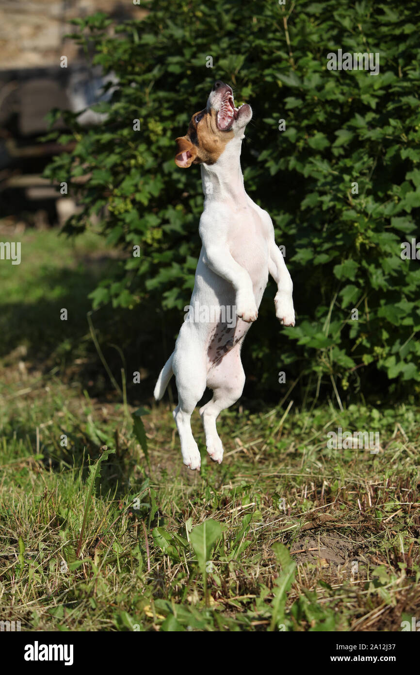 Crazy puppy of jack russell terrier jumping in the garden Stock Photo ...