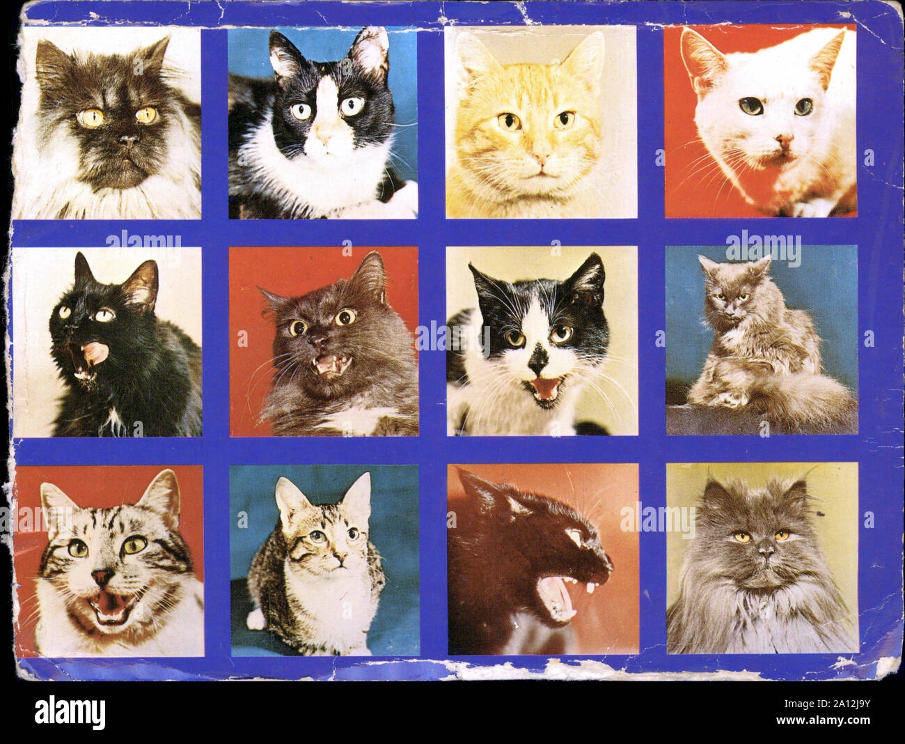 cats collage on a vintage postcard from 1970s Stock Photo - Alamy