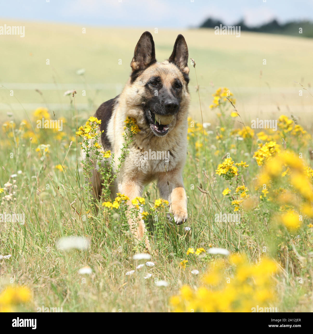 Nice german shepherd dog running on flowering field Stock Photo - Alamy