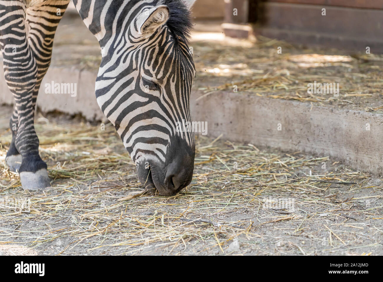 Bohm Zebra High Resolution Stock Photography and Images - Alamy