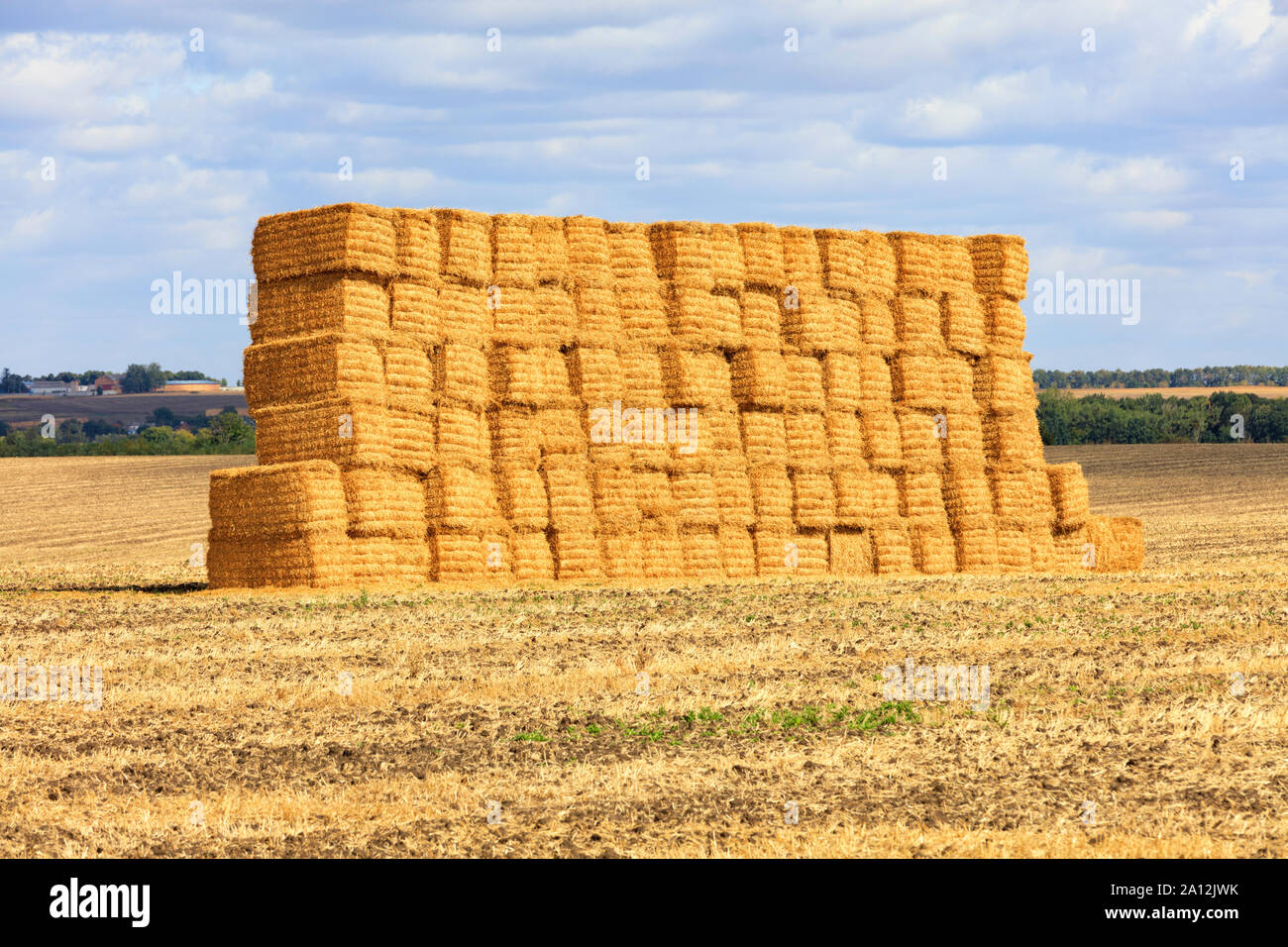 A large stack of straw is neatly folded in the field after harvesting ...
