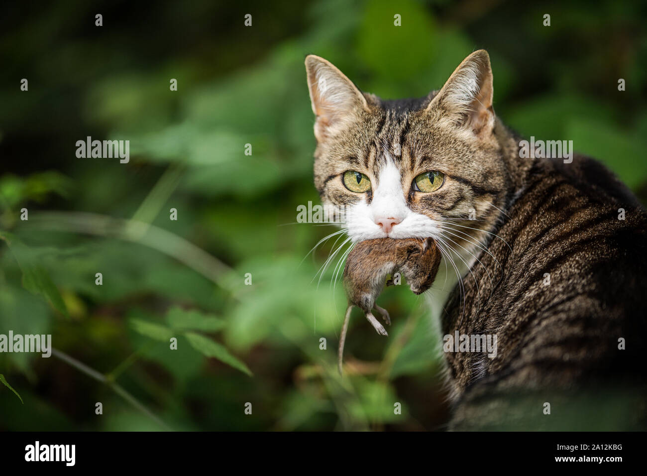 Young with mouse in mouth hi-res stock photography and images - Alamy