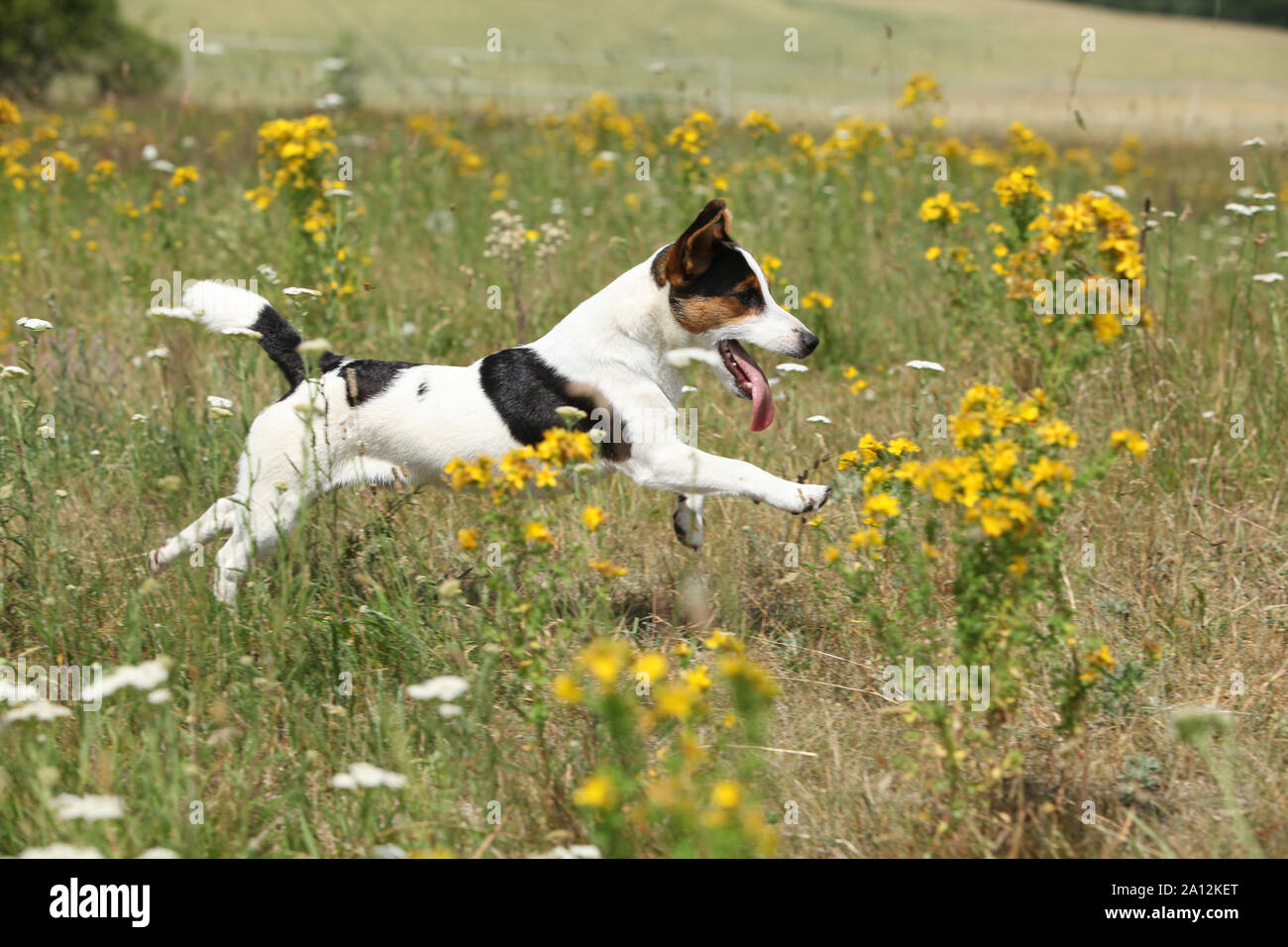 Amazing Jack Russell terrier running and jumping through yellow fowers ...