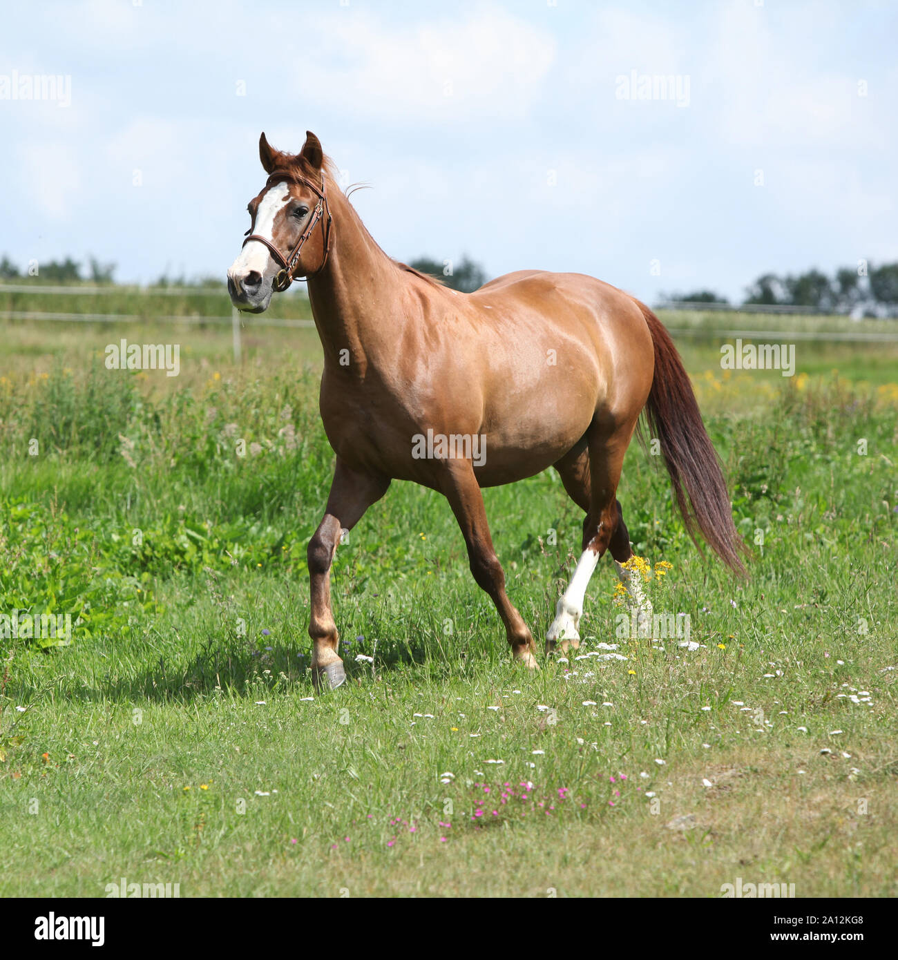 Nice chestnut horse running on meadow in spring Stock Photo - Alamy