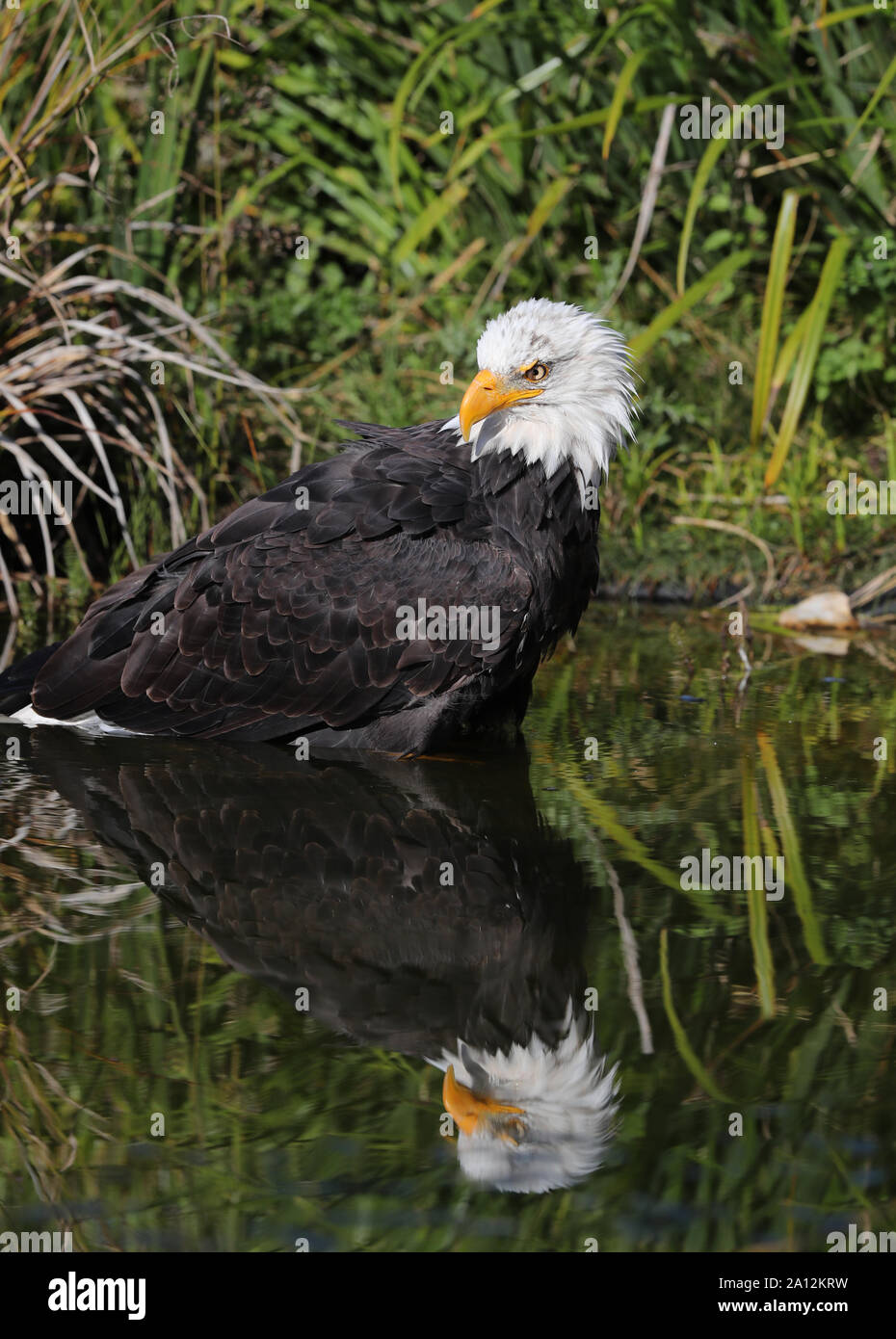 Close up of an American Bald Eagle bathing in a pond Stock Photo - Alamy