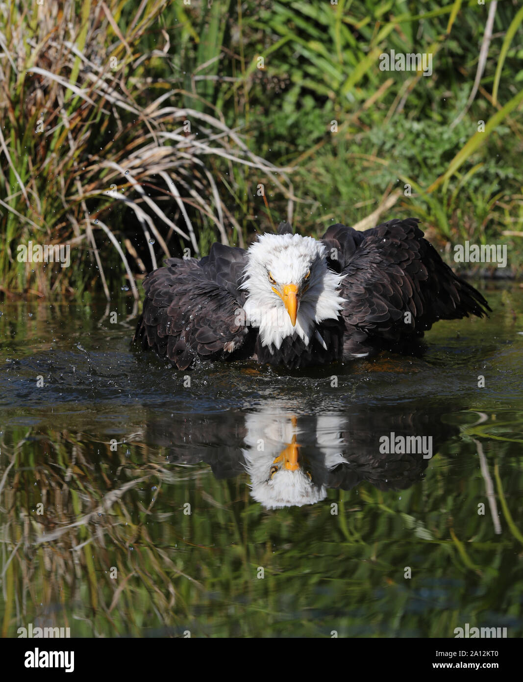 Close up of an American Bald Eagle bathing in a pond Stock Photo - Alamy