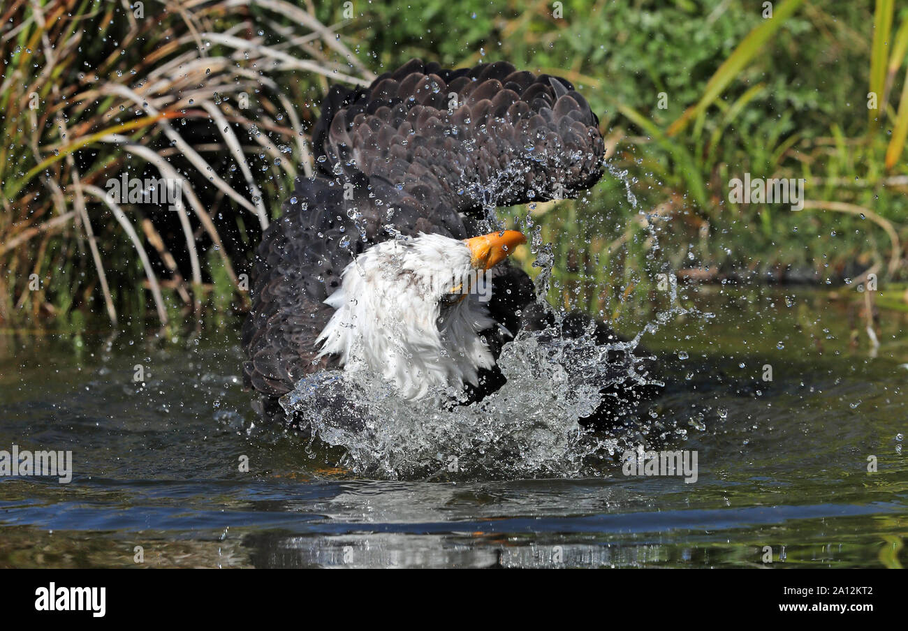 Close up of an American Bald Eagle bathing in a pond Stock Photo - Alamy
