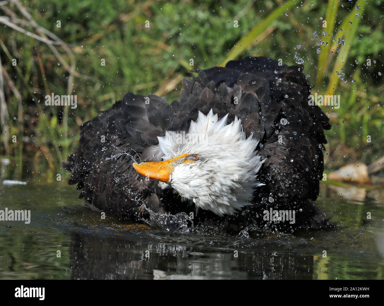 Close up of an American Bald Eagle bathing in a pond Stock Photo - Alamy