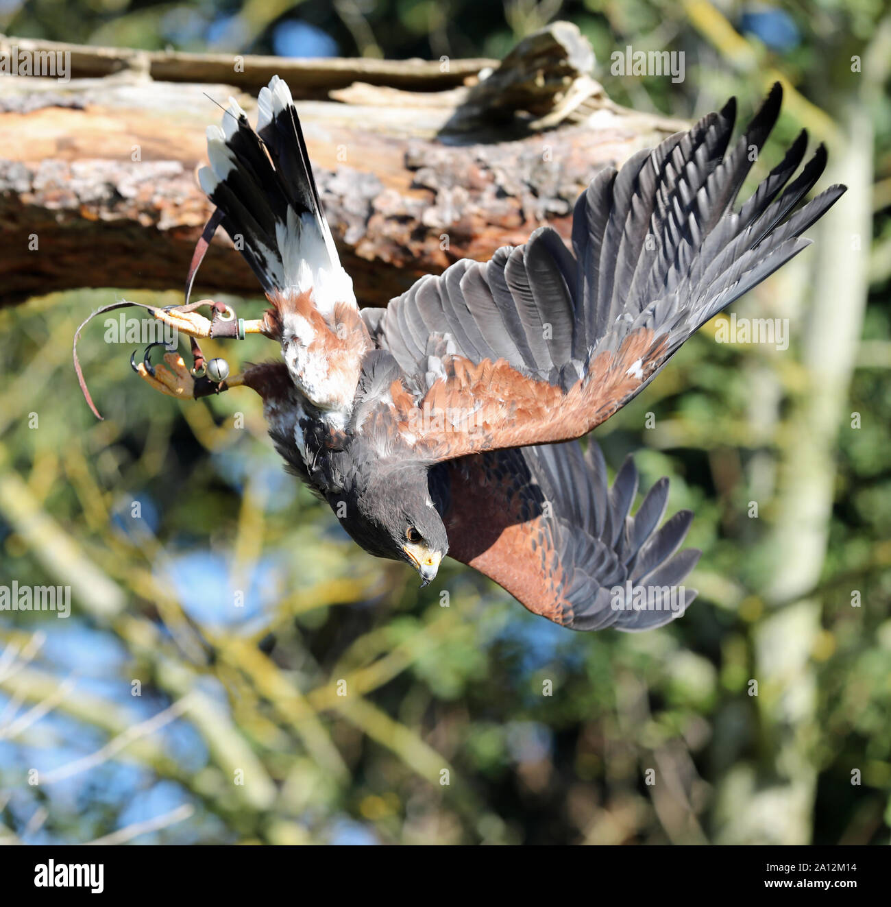 Harris hawk in flight hi-res stock photography and images - Alamy