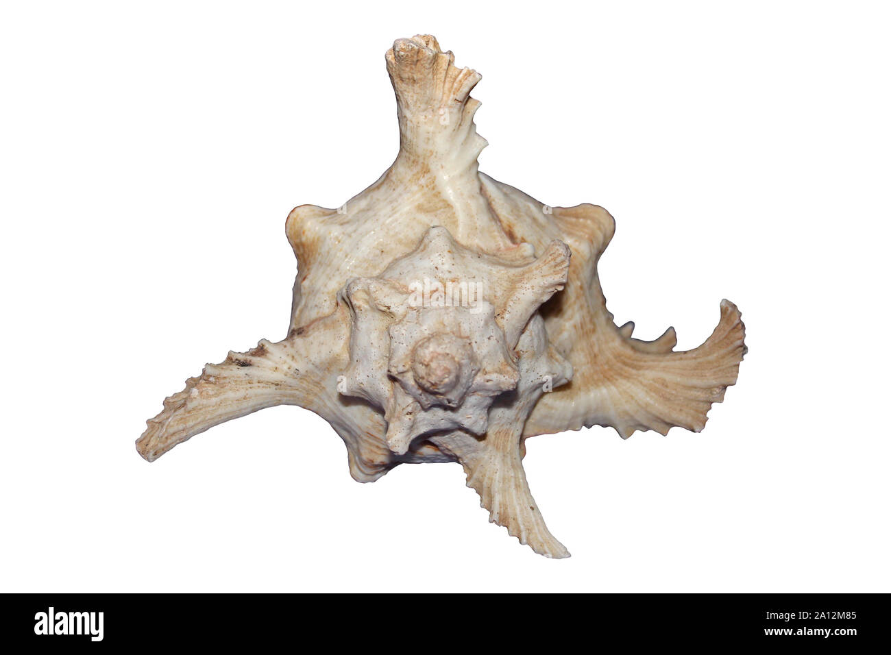 Shell murex hi-res stock photography and images - Alamy