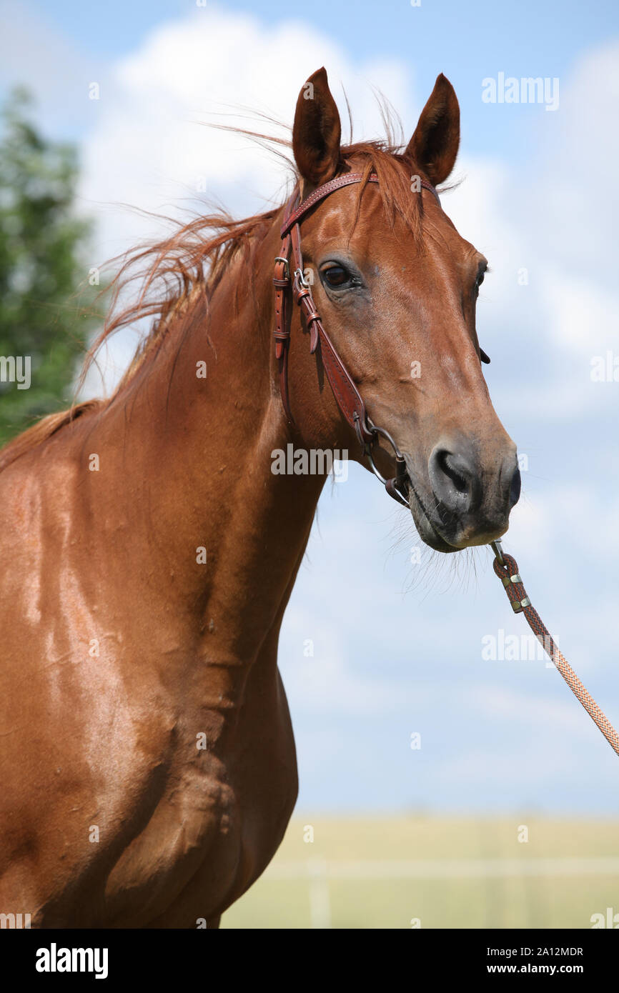 Nice Budyonny horse with bridle standing on meadow Stock Photo - Alamy
