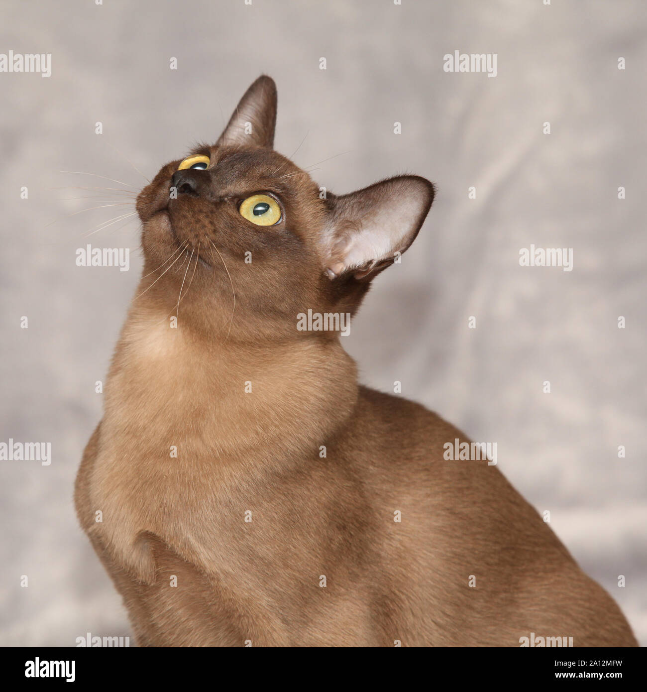 Burmese Silver High Resolution Stock Photography and Images - Alamy