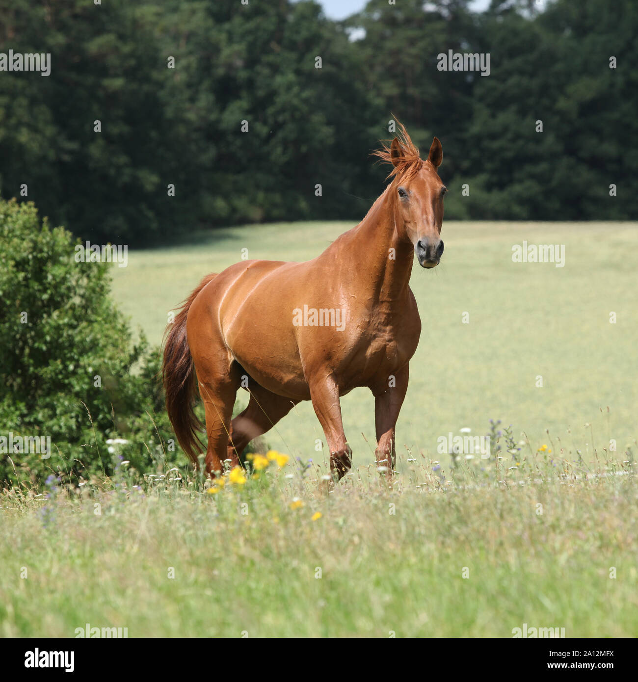 Amazing chestnut Budyonny horse running on meadow Stock Photo - Alamy