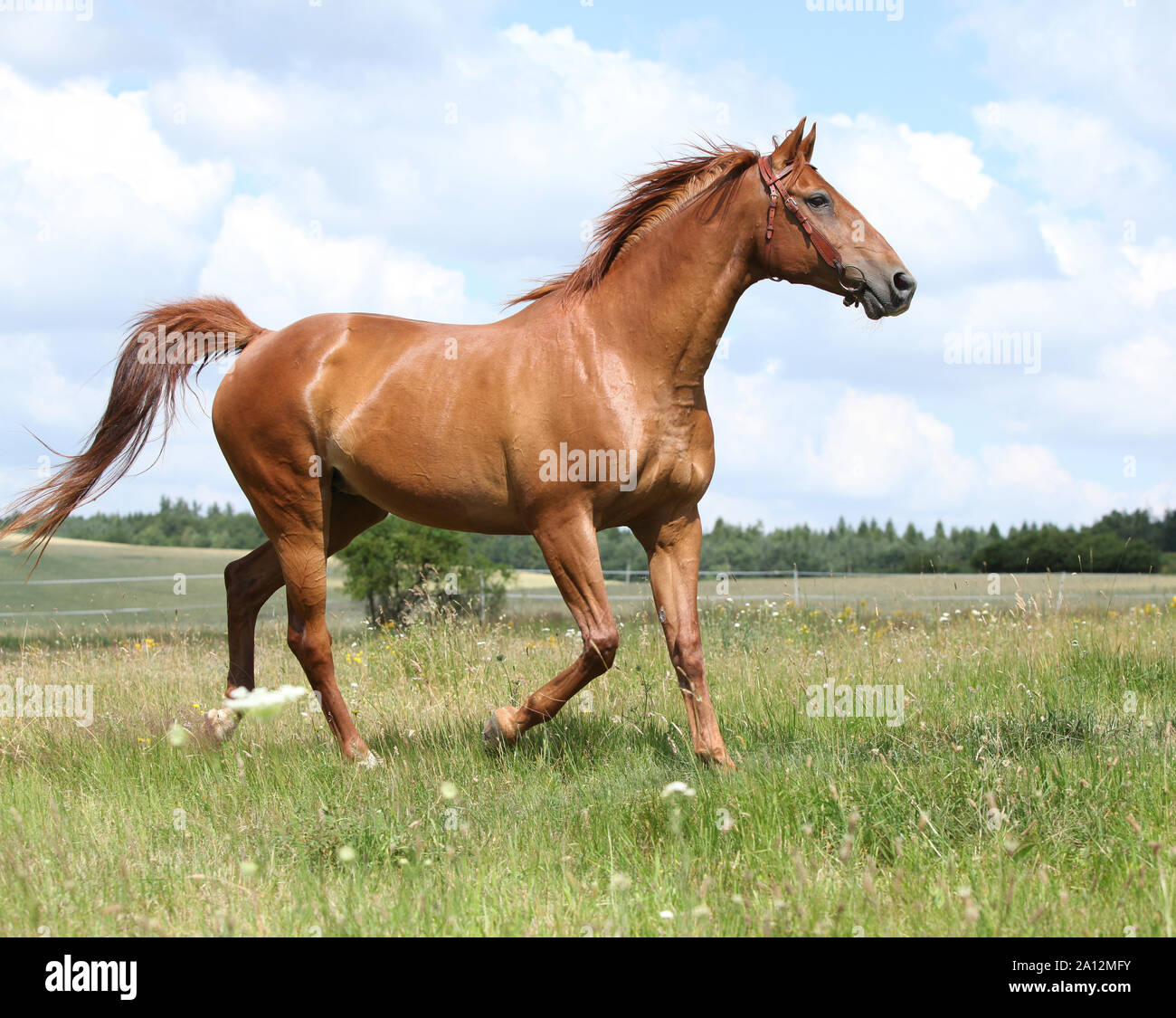 Chestnut Horse Running