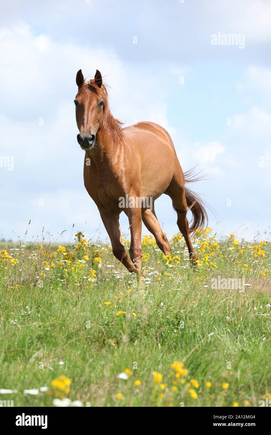 Amazing chestnut Budyonny horse running on meadow Stock Photo - Alamy