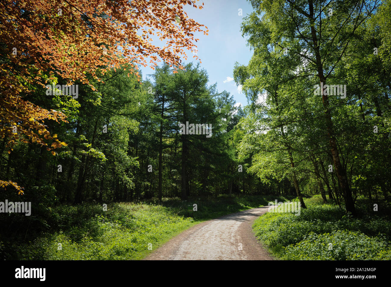 Mortimer Forest, near Ludlow Stock Photo - Alamy