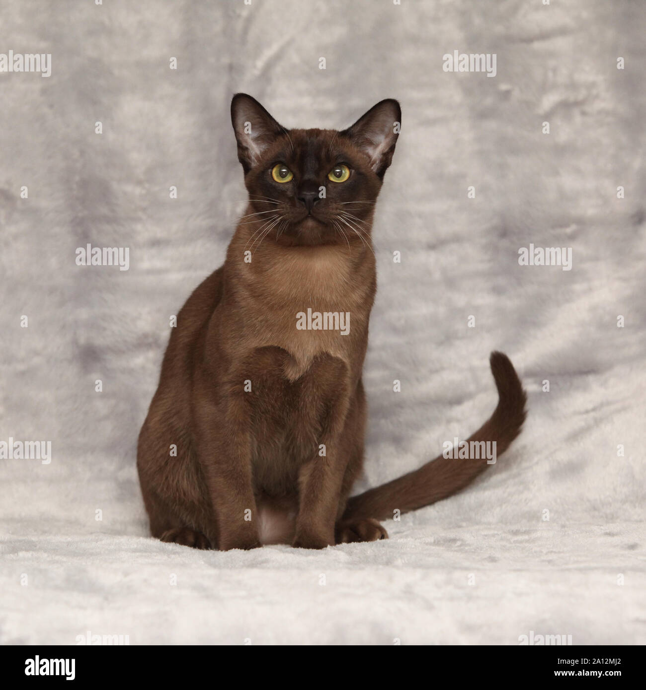 Beautiful brown Burmese cat in front of silver blanket Stock Photo - Alamy