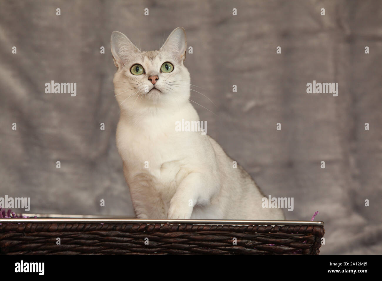 Burmilla hi-res stock photography and images - Alamy