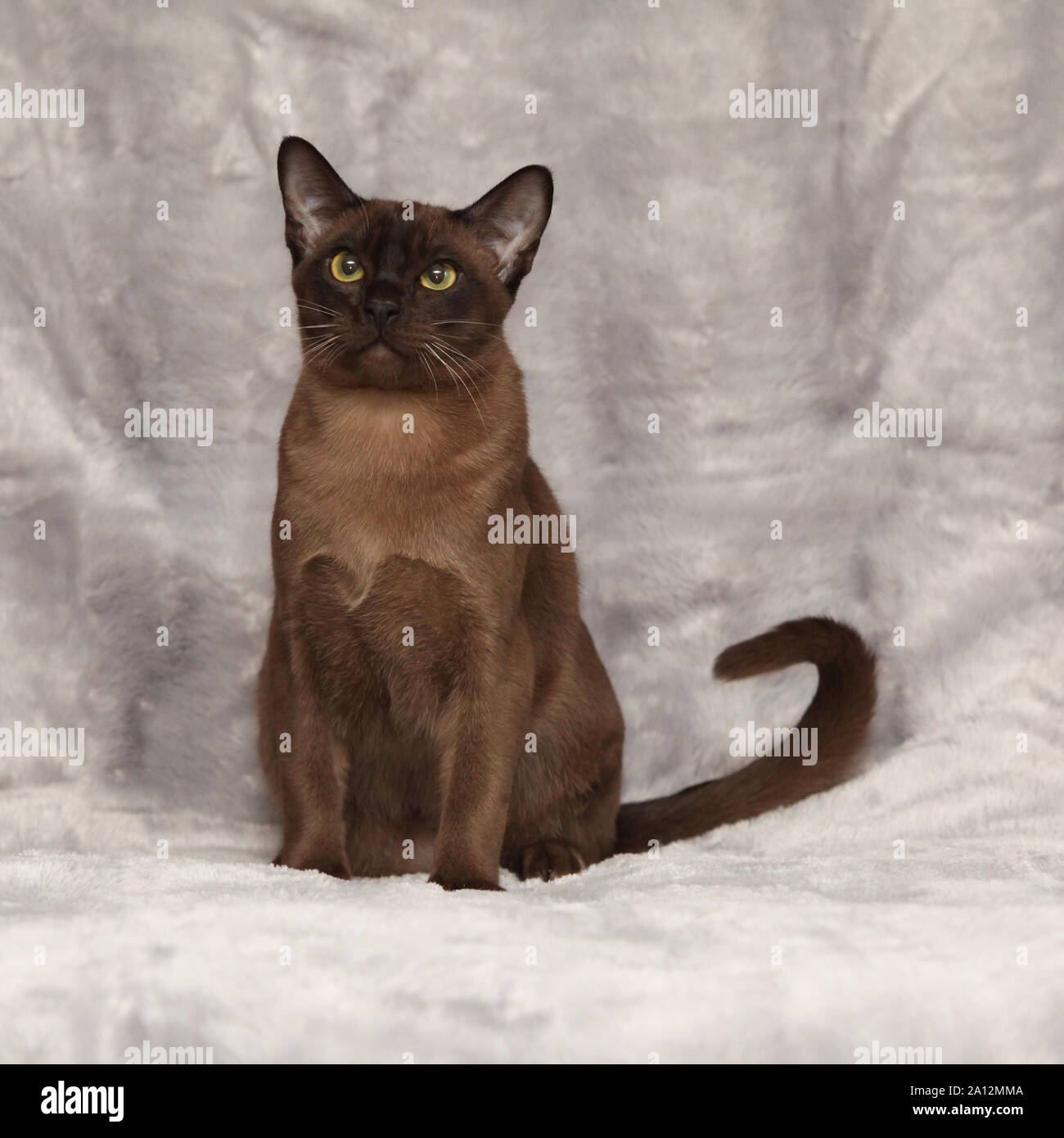 Beautiful brown Burmese cat in front of silver blanket Stock Photo - Alamy