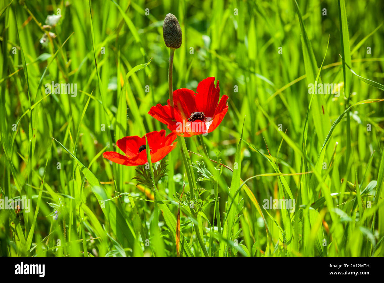 Beautiful Poppy Flower Stock Photo - Alamy