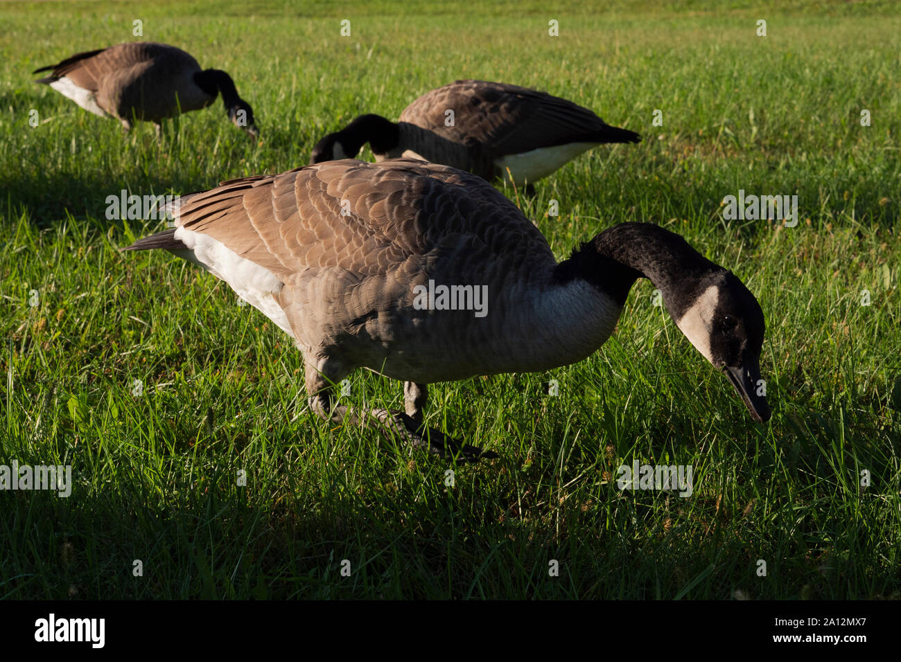 Goose field bird wildlife nature hi-res stock photography and images ...