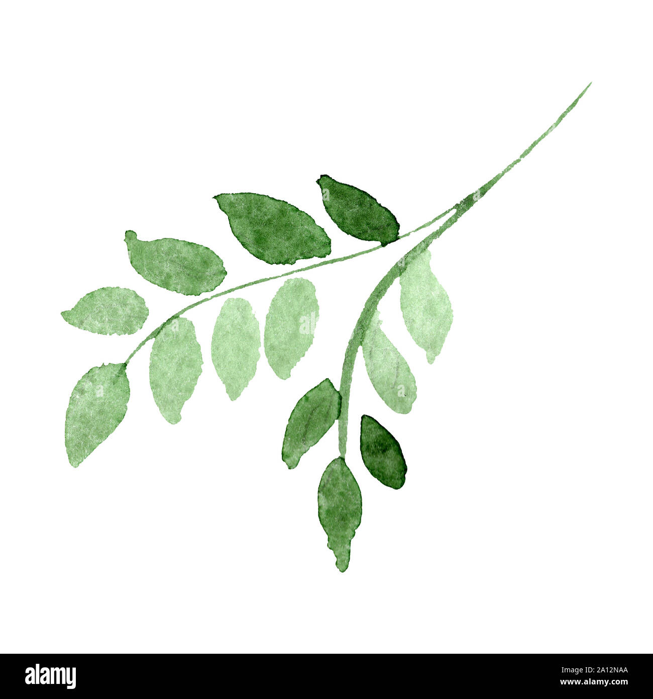 Green leaves. Watercolor background illustration set. Isolated leaf ...