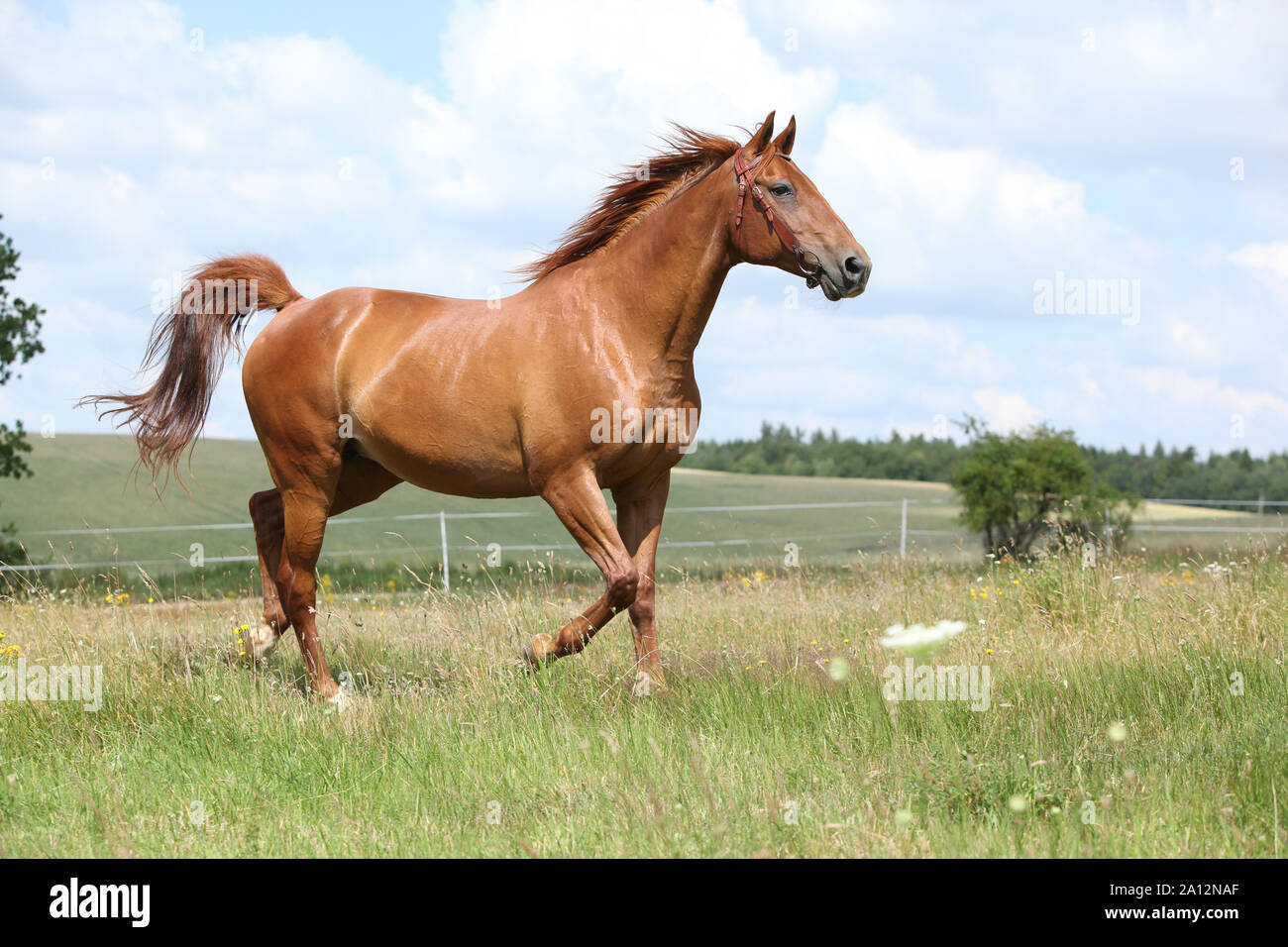 Amazing chestnut Budyonny horse running on meadow Stock Photo - Alamy