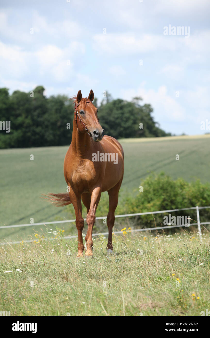 Amazing chestnut Budyonny horse running on meadow Stock Photo - Alamy