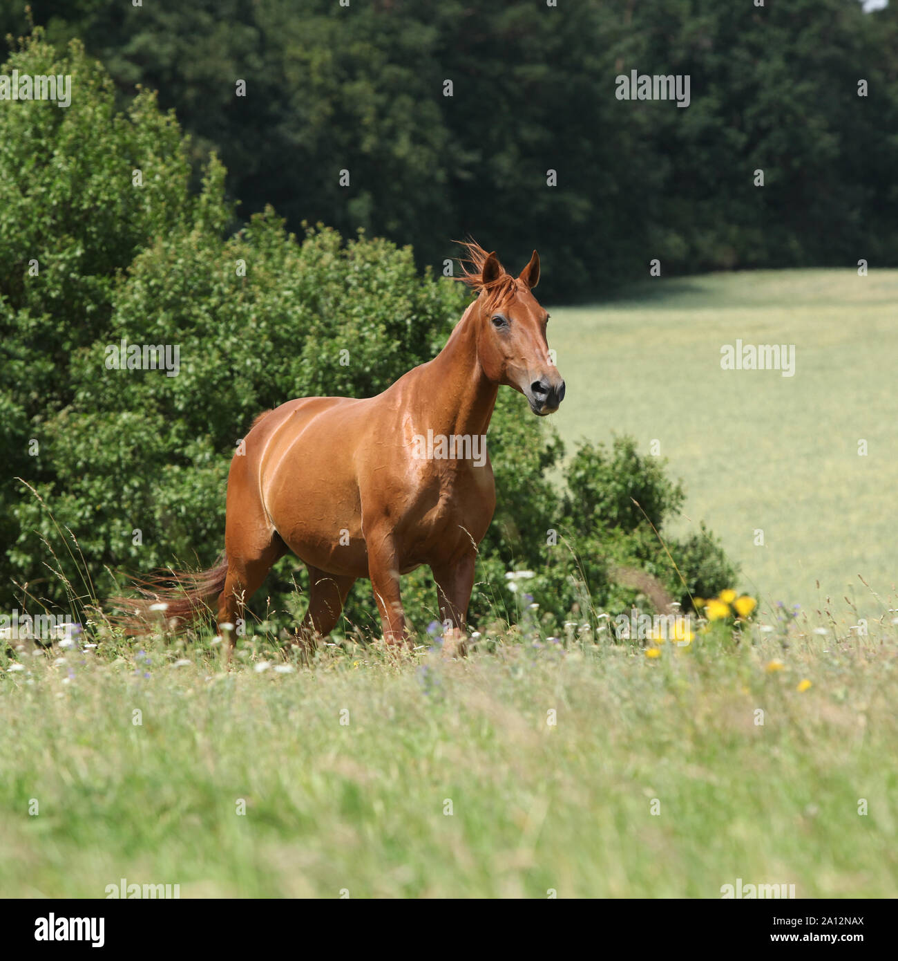 Amazing chestnut Budyonny horse running on meadow Stock Photo - Alamy