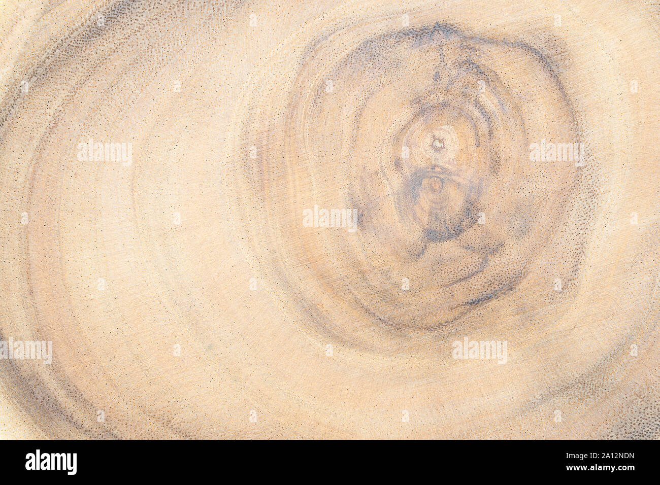 Closeup of end cut wood tree section. Old wooden rain tree cut surface ...