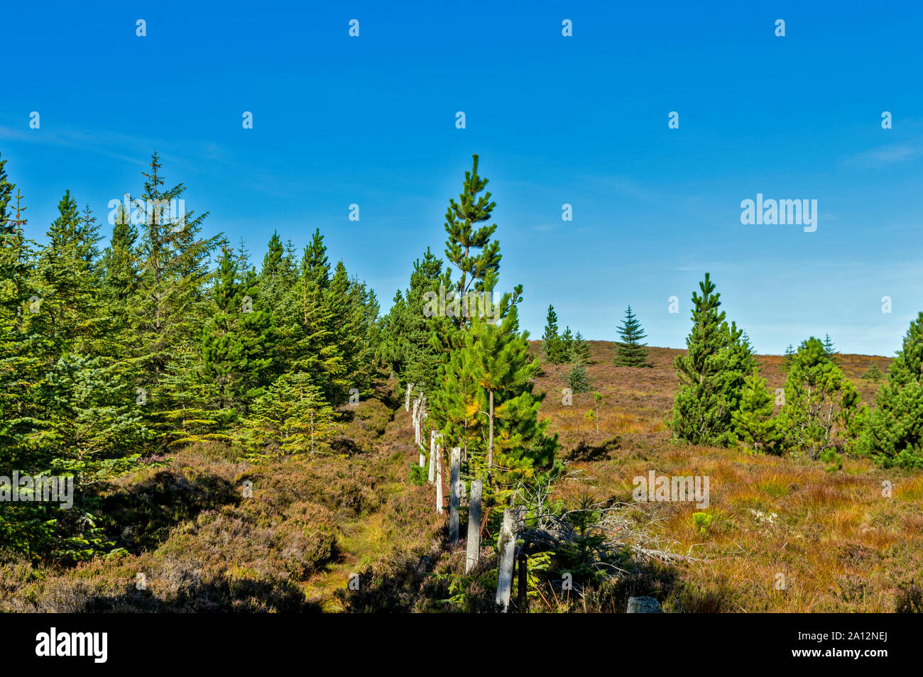 CAIRN CATTOCH WALK OR TRAIL ARCHIESTOWN MORAY SCOTLAND PATHWAY ...