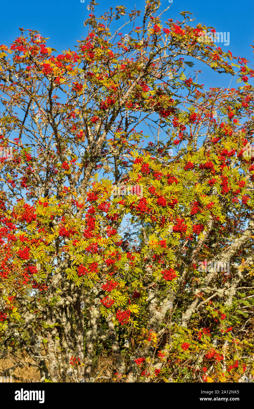CAIRN CATTOCH WALK OR TRAIL ARCHIESTOWN MORAY SCOTLAND ROWAN TREE ...