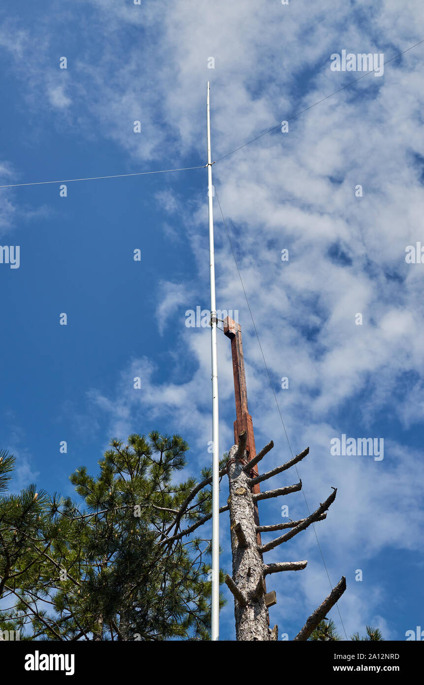 Lightning rod between coniferous tree tops against blue sky with white ...