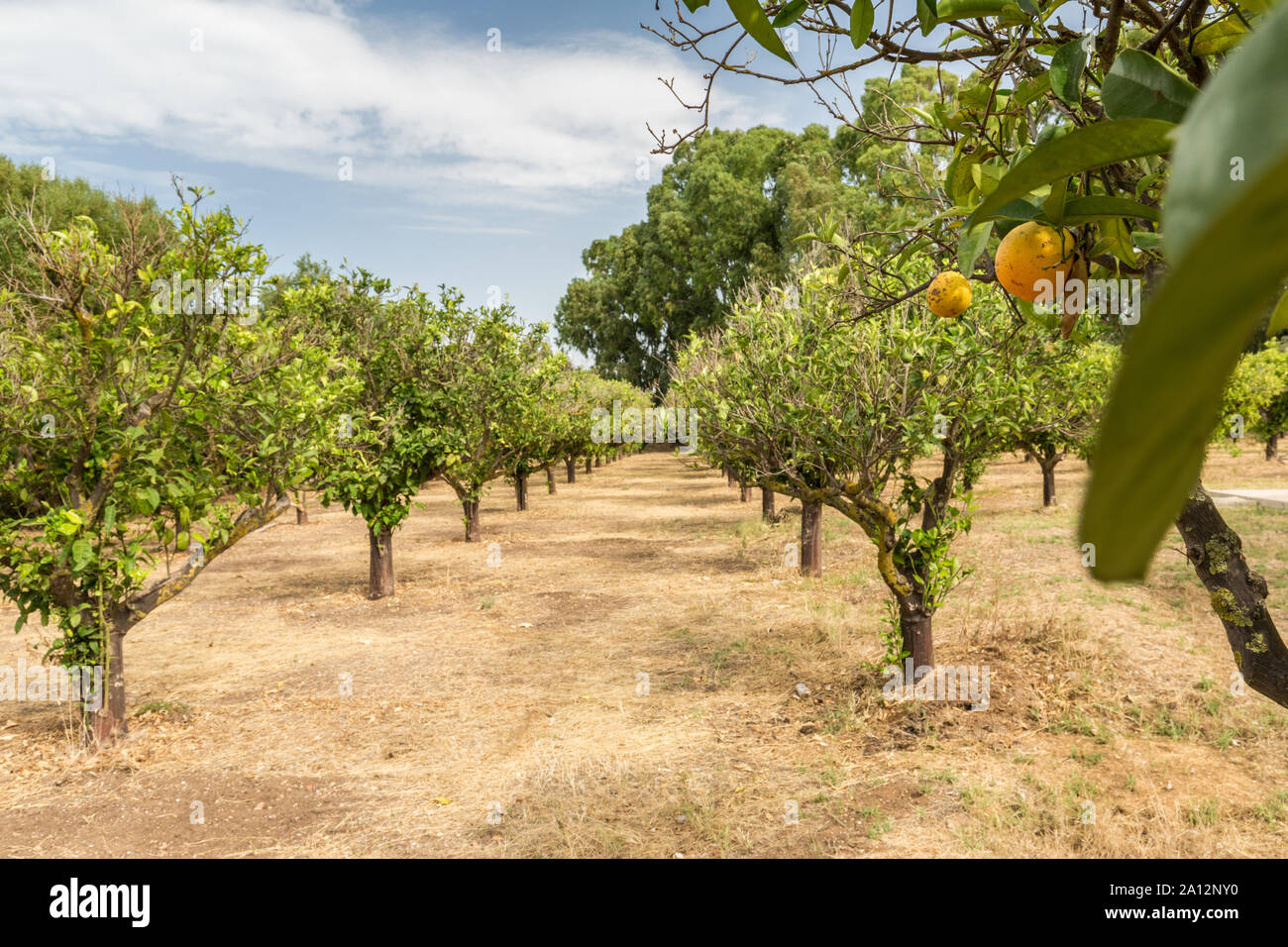 Sicilian lemon tree hi-res stock photography and images - Alamy