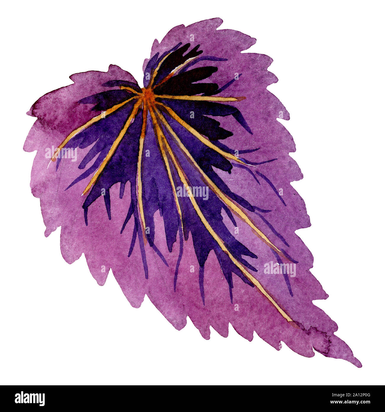 Begonia leaf floral botanical flower. Watercolor background ...
