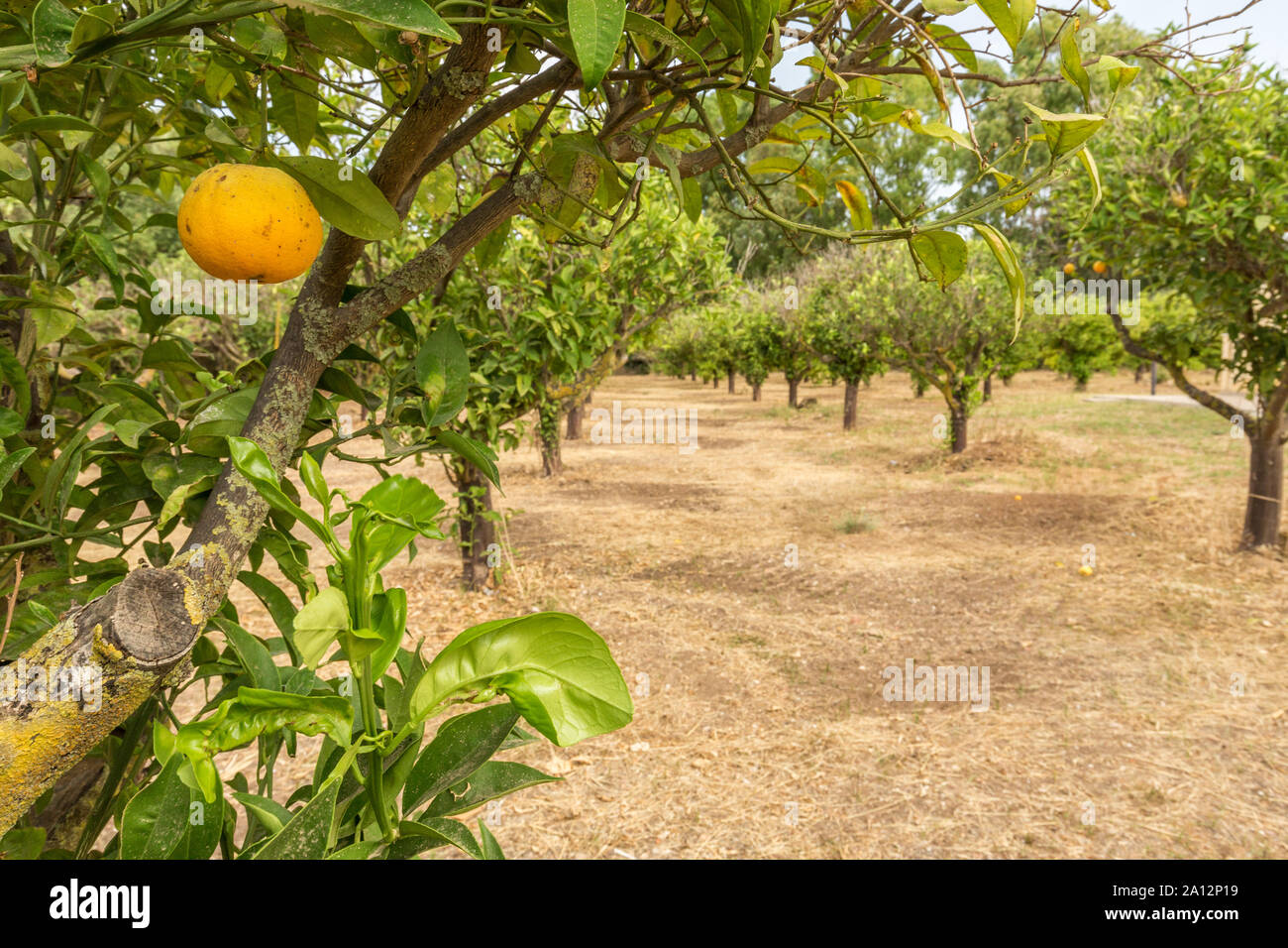Sicilian lemon tree hi-res stock photography and images - Alamy