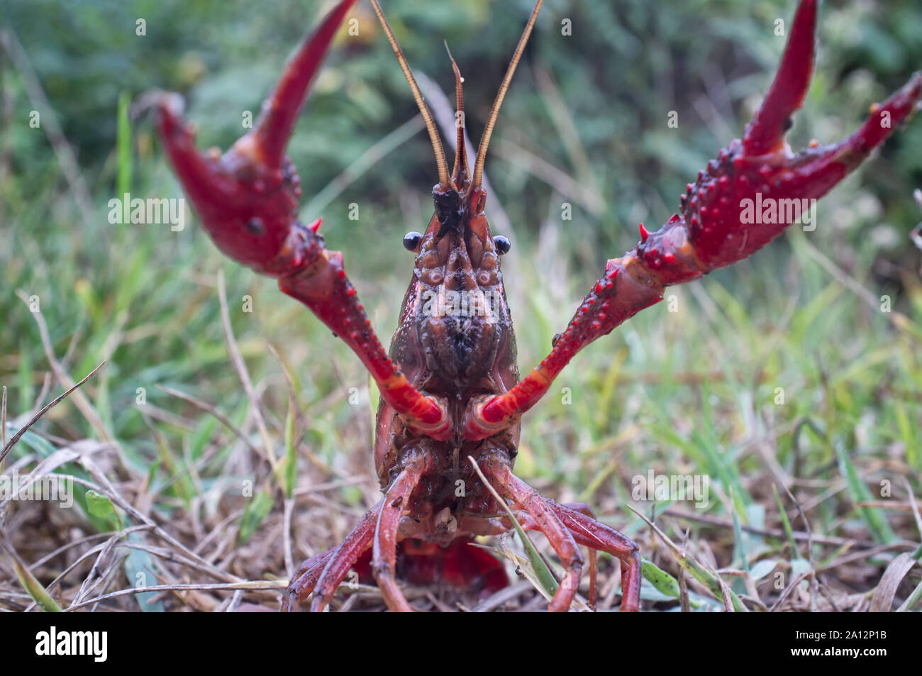 red swamp crawfish (Procambarus clarkii) poised for attack in the ...