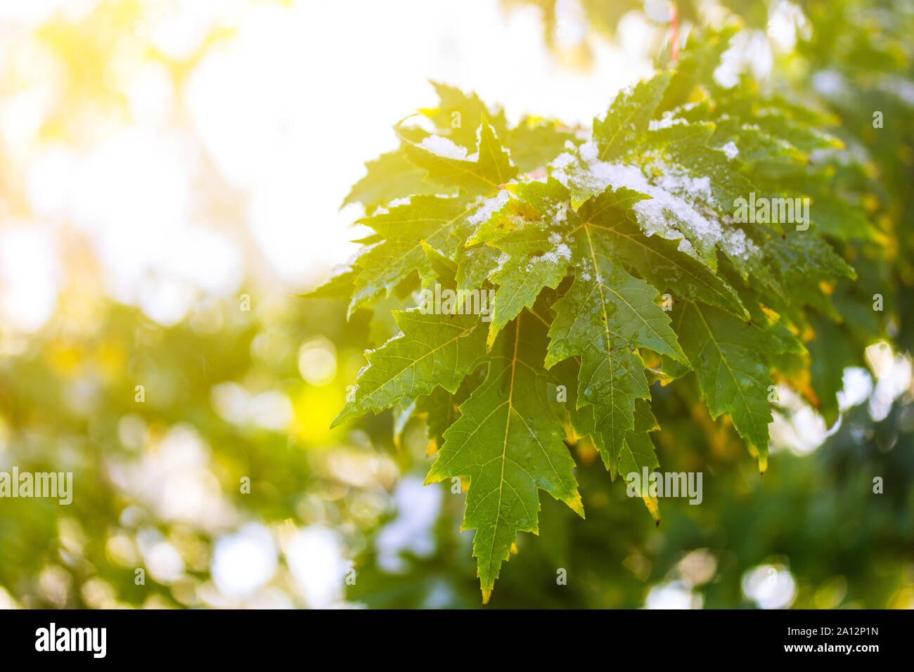 maple tree branch with green leaves in the snow in the rays of the ...
