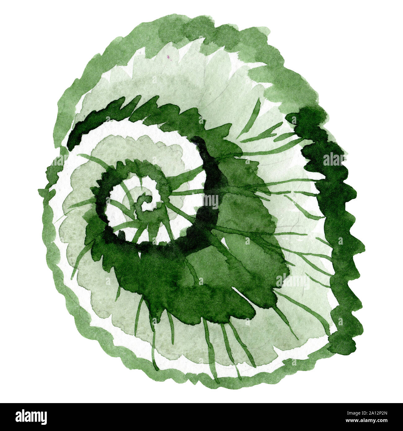 Begonia leaf floral botanical flower. Watercolor background ...