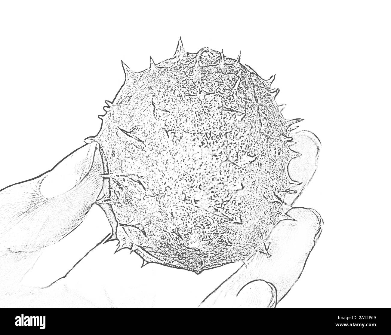 Chestnut spikes in hand isolated illustration. Monochrome drawing ...