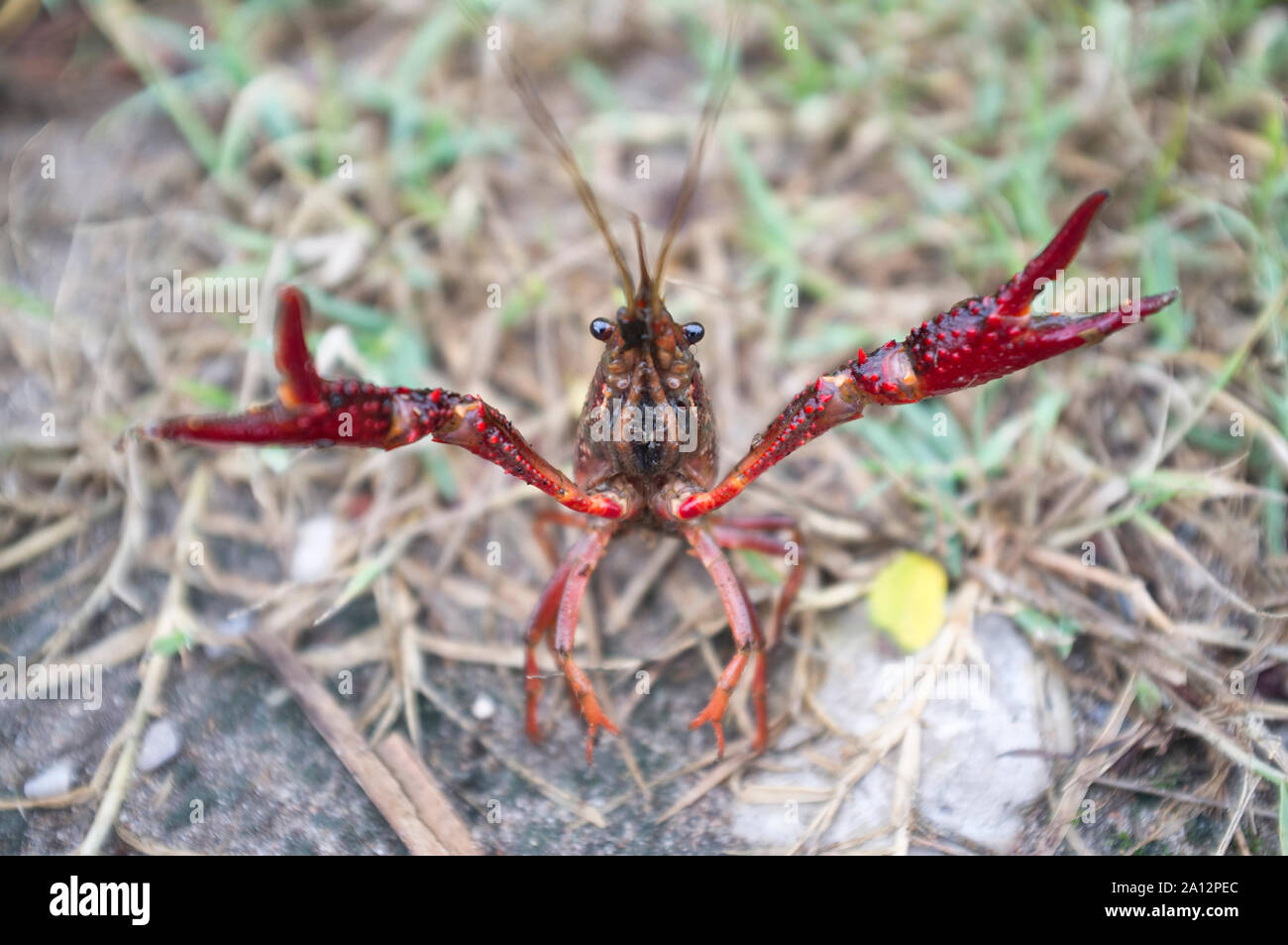 red swamp crawfish (Procambarus clarkii) poised for attack in the ...