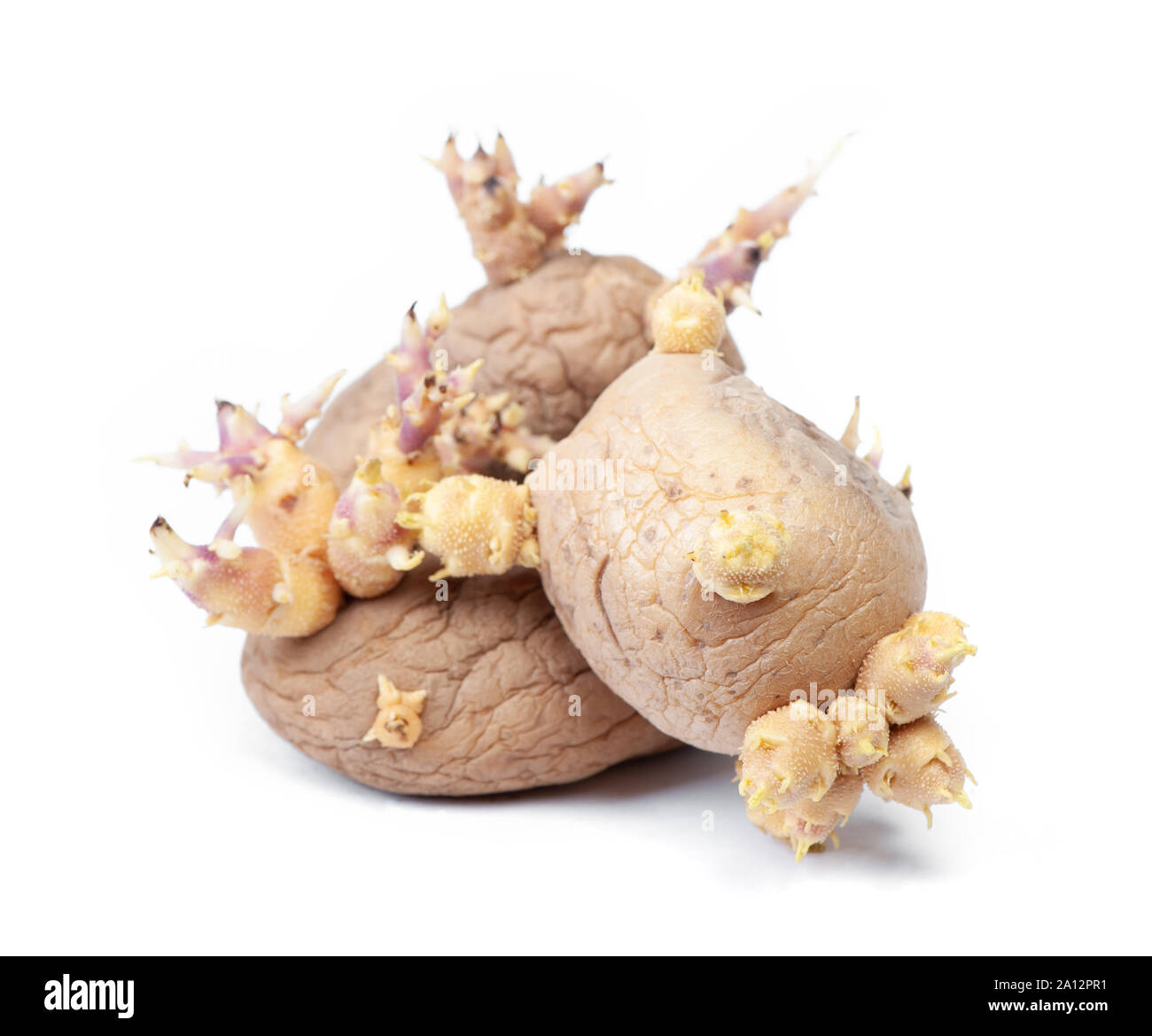 Group of potatoes with sprouts isolated on white background Stock Photo ...