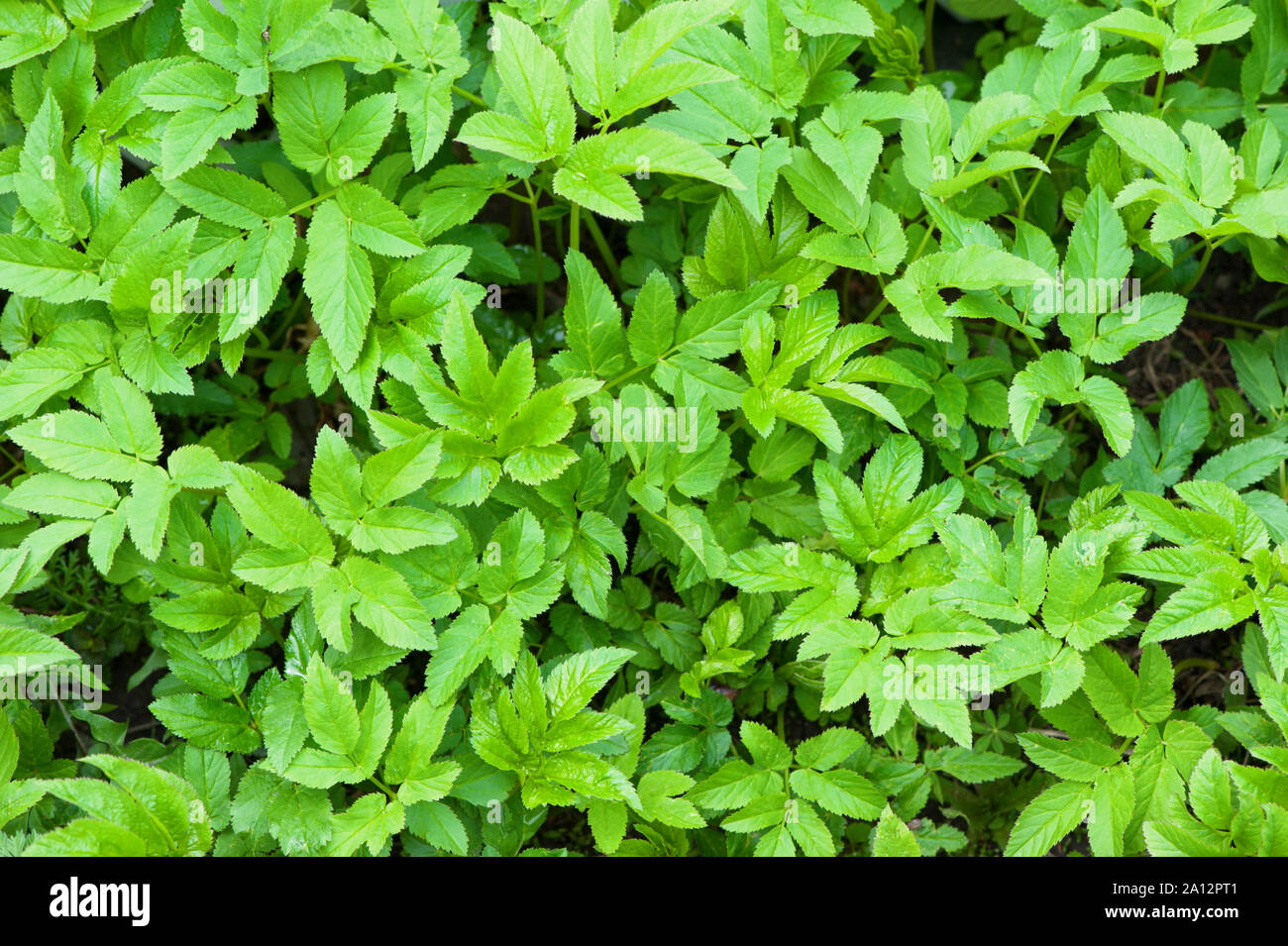 Leaves of Aegopodium podagraria L. commonly called ground elder, herb ...