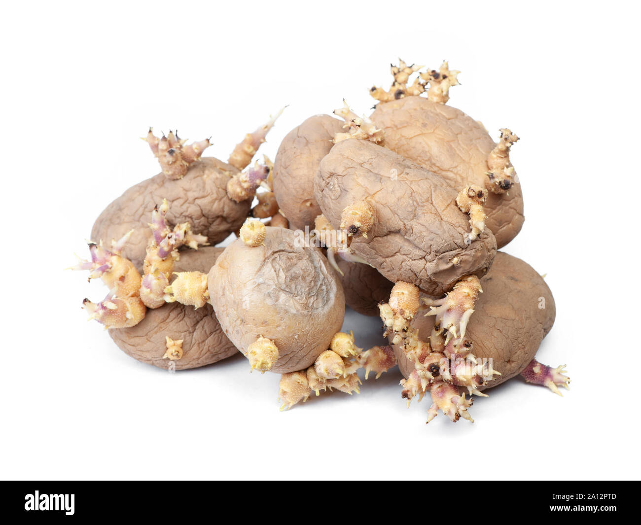 Group of potatoes with sprouts isolated on white background Stock Photo ...
