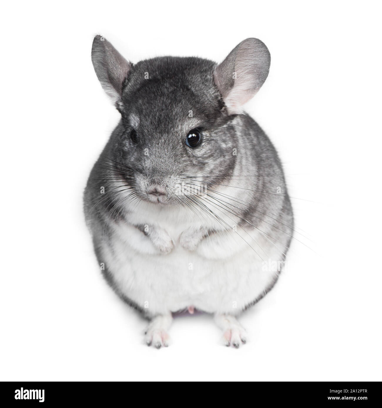 Funny pretty grey chinchilla isolated on white background Stock Photo ...