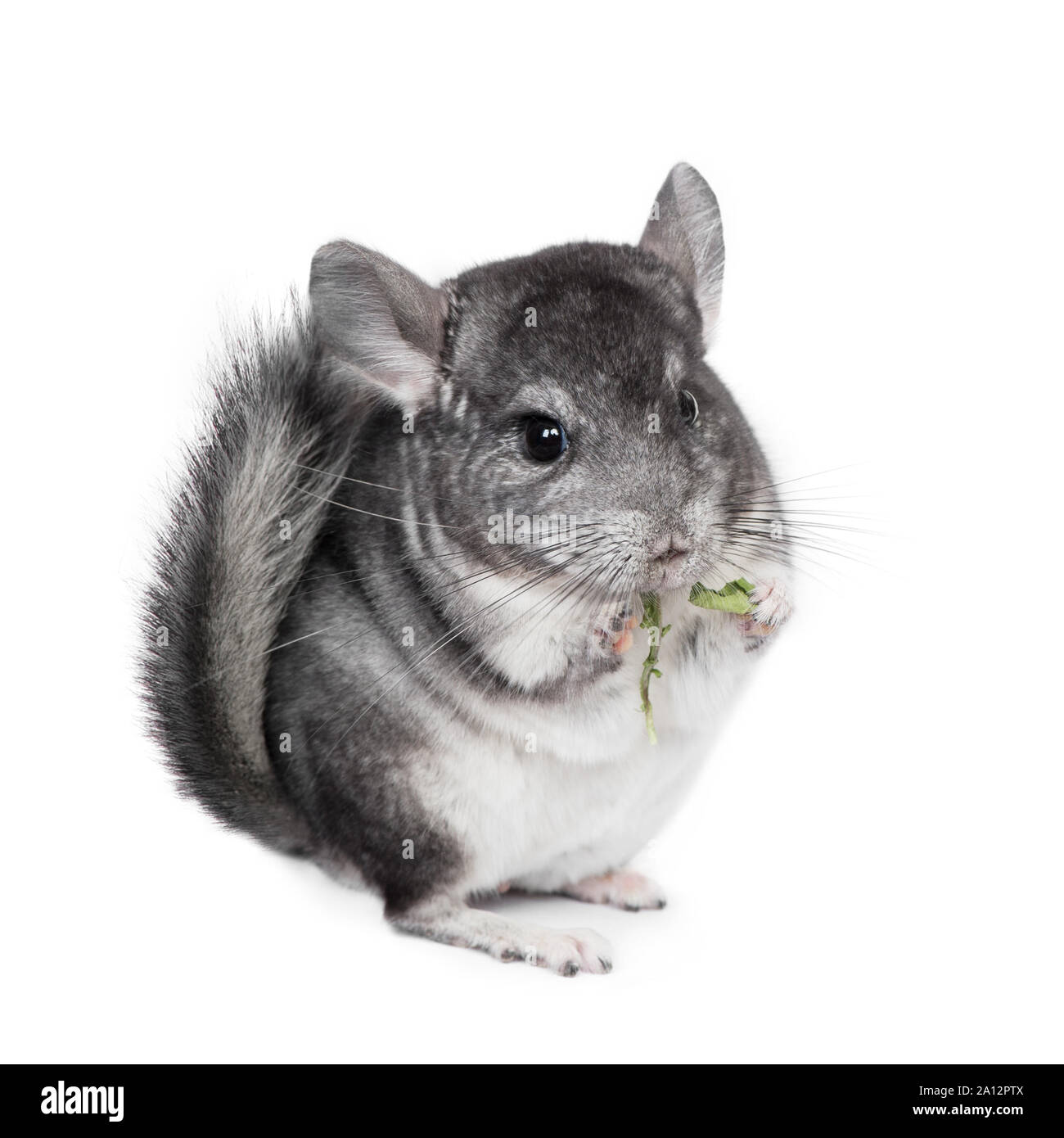 Funny pretty grey chinchilla isolated on white background Stock Photo ...